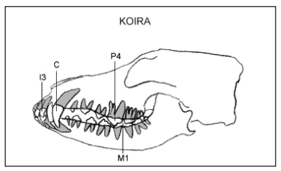 Tietopaketti koirien ja kissojen hammashoidosta – Anident Oy
