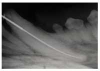 Tietopaketti koirien ja kissojen hammashoidosta – Anident Oy