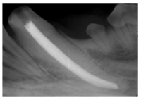 Tietopaketti koirien ja kissojen hammashoidosta – Anident Oy