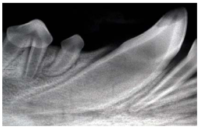 Tietopaketti koirien ja kissojen hammashoidosta – Anident Oy