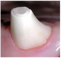 Tietopaketti koirien ja kissojen hammashoidosta – Anident Oy