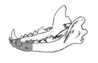 Tietopaketti koirien ja kissojen hammashoidosta – Anident Oy