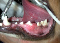 Tietopaketti koirien ja kissojen hammashoidosta – Anident Oy