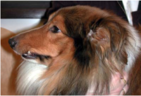 Tietopaketti koirien ja kissojen hammashoidosta – Anident Oy