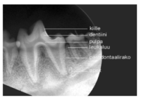 Tietopaketti koirien ja kissojen hammashoidosta – Anident Oy