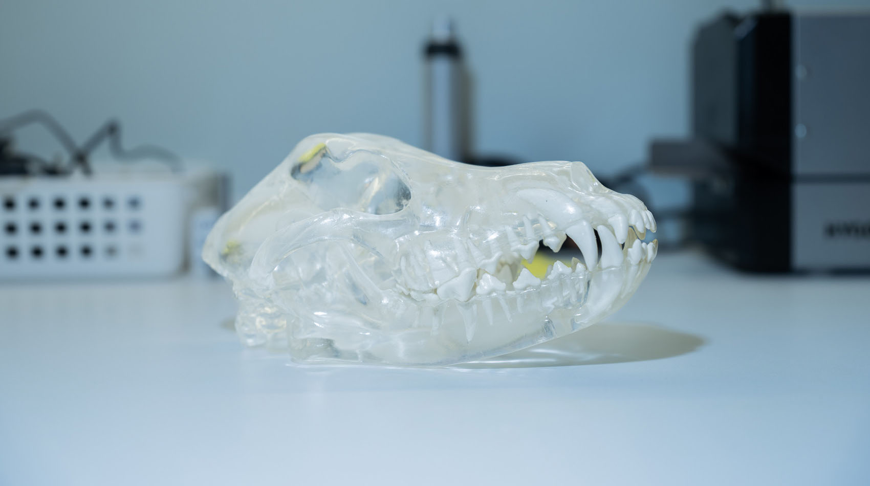 Eläinlääkärille – Anident Oy